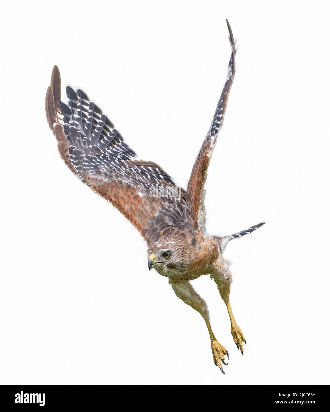 Fly with curled wings Cut Out Stock Images & Pictures - Alamy