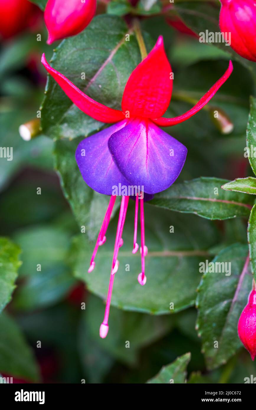 Fuchsia begonia hi-res stock photography and images - Alamy