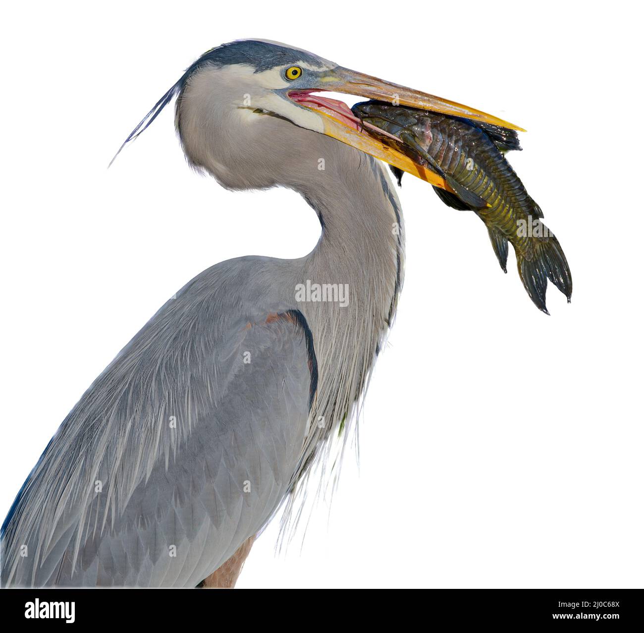 Ravenous bird hi-res stock photography and images - Alamy