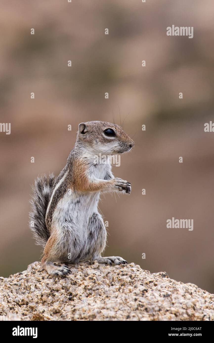 Chipmunk claws hi-res stock photography and images - Alamy