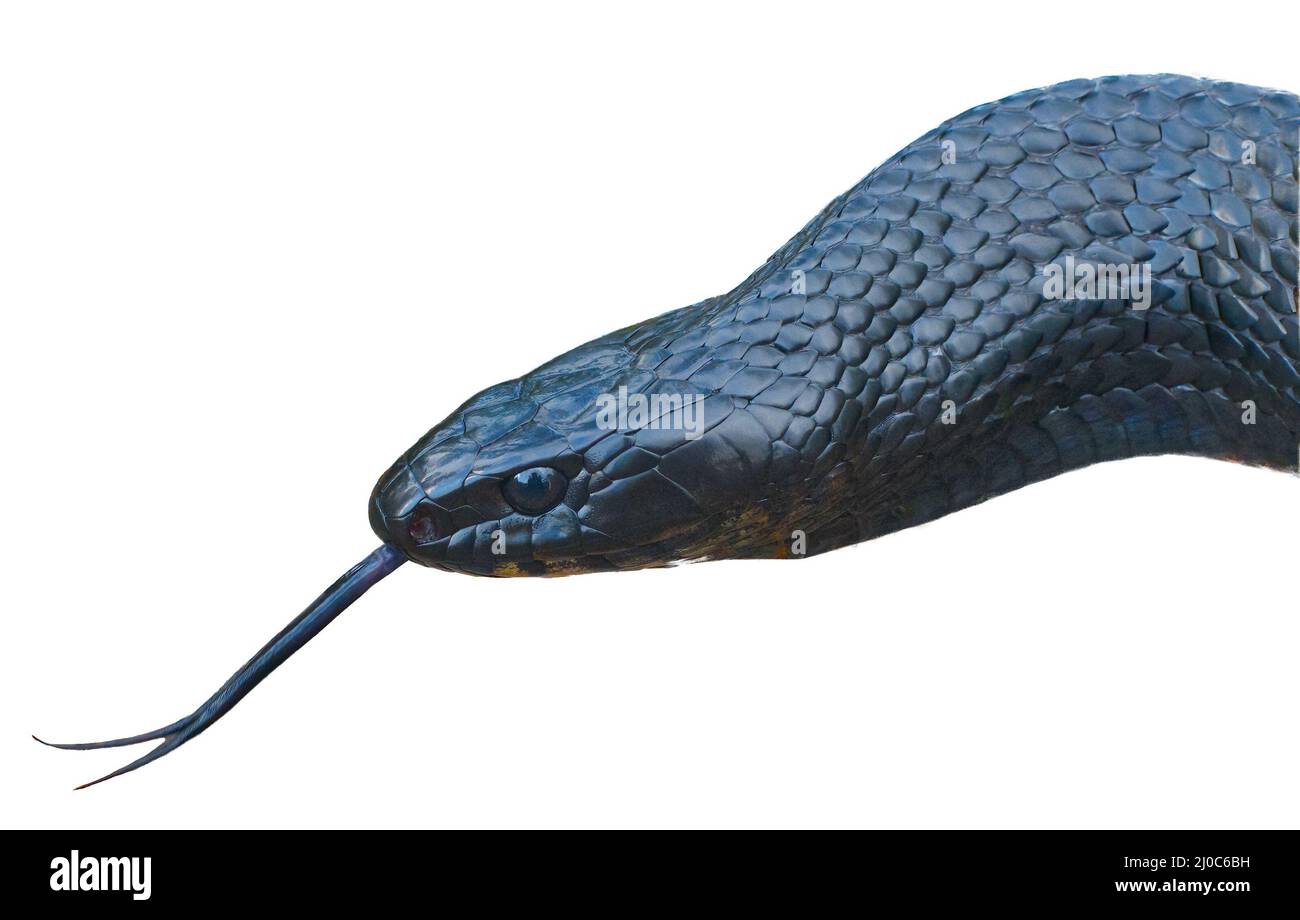 Largest snake species hi-res stock photography and images - Alamy