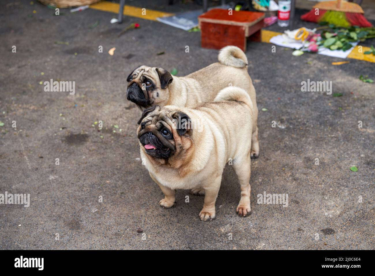Cute pugs hi-res stock photography and images - Alamy