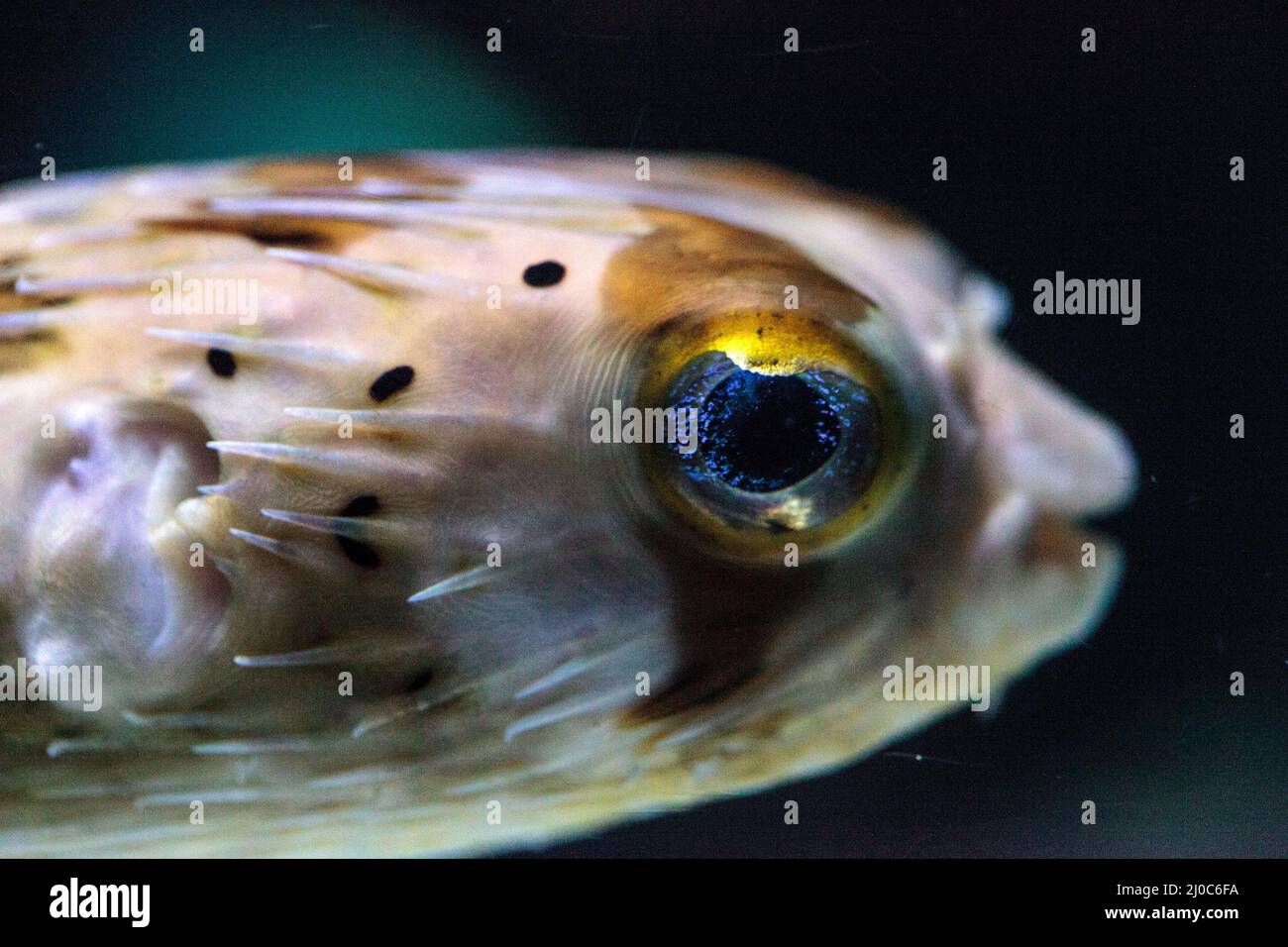 Spiny porcupinefish Diodon holocanthus has eyes that sparkle with blue ...