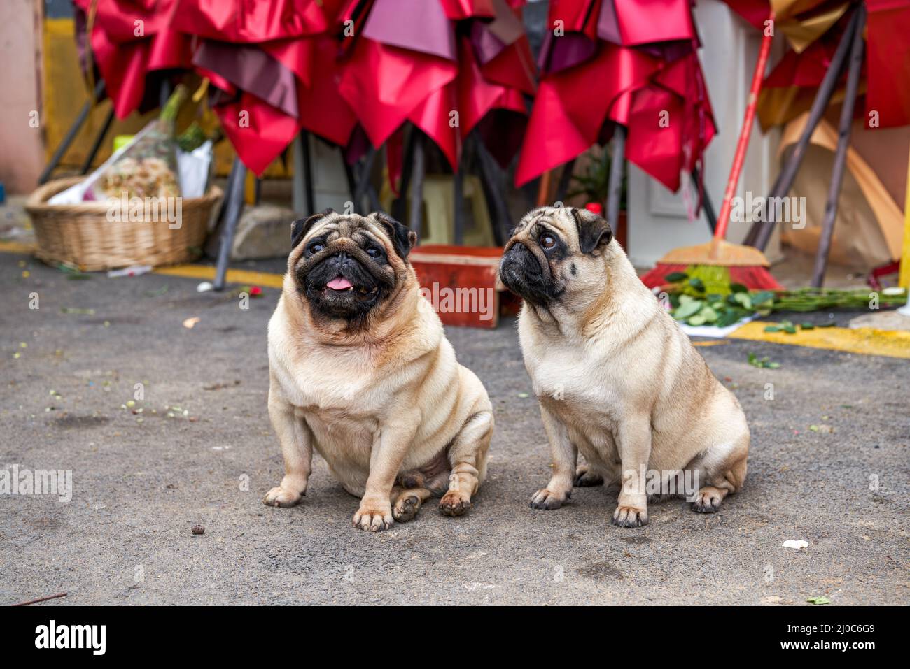 Close up sleeping wolf hi-res stock photography and images - Alamy