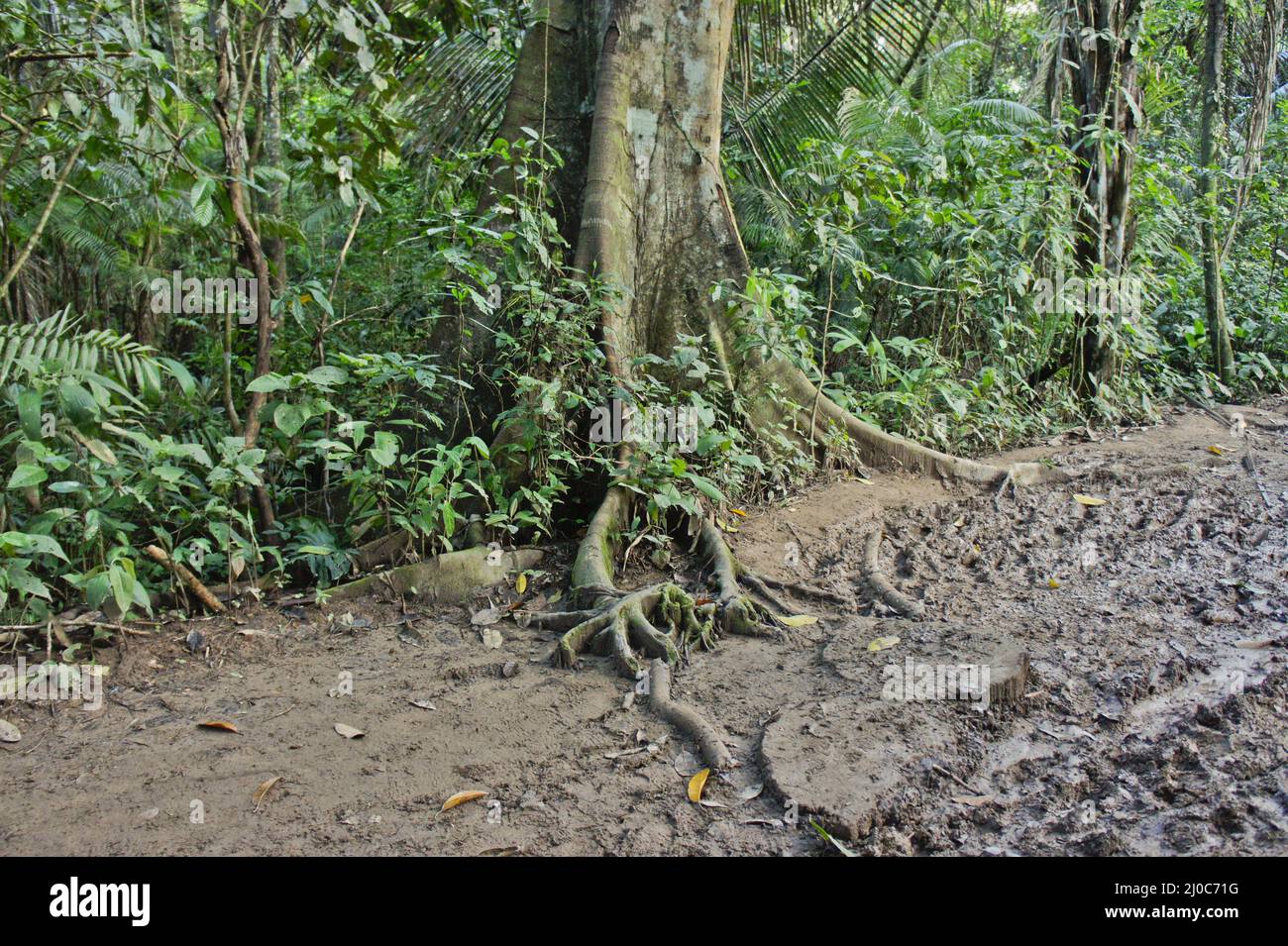 Amazon Basin, Peru, big tree roots, tambopata national park, jungle ...