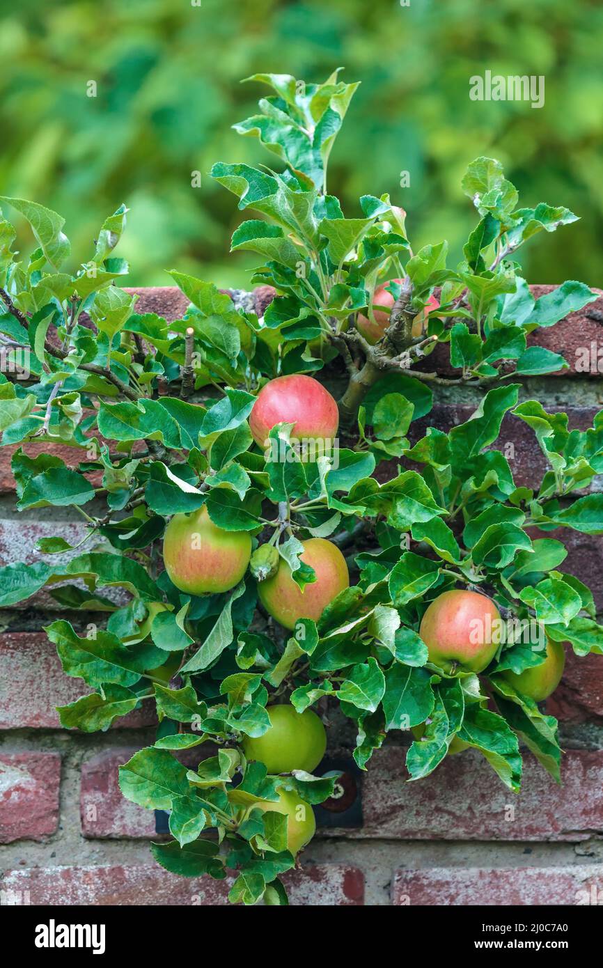 Apple tree with ripened red apples in an orchard on an ancient brick ...