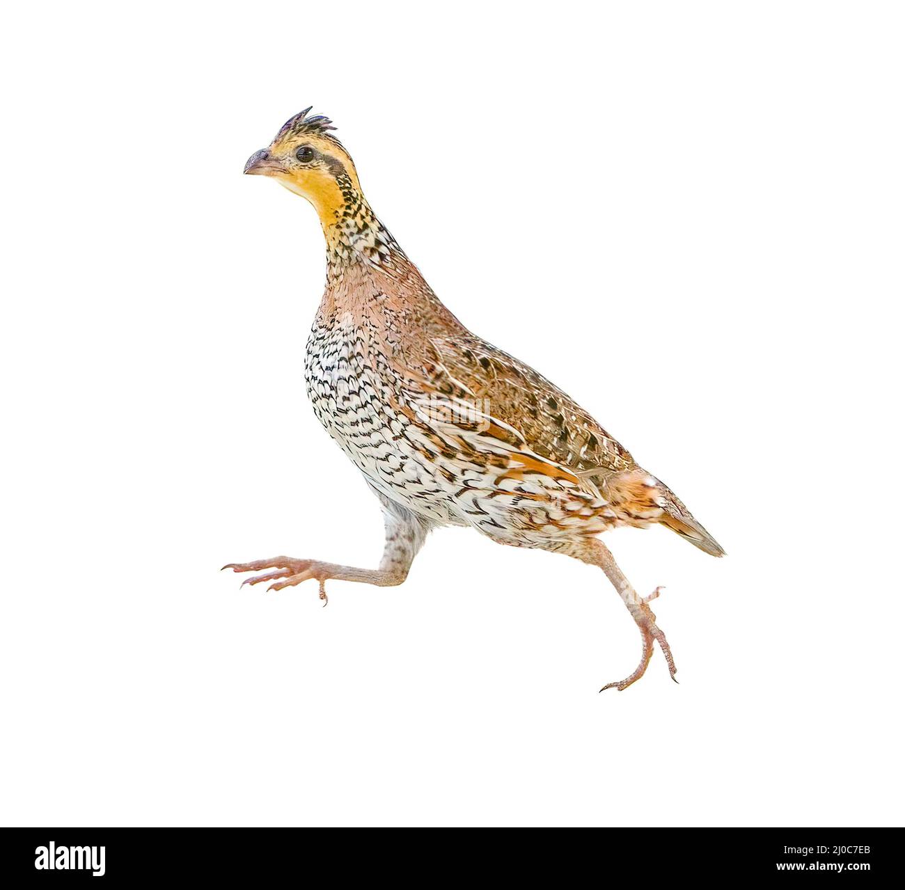 Female grouse Cut Out Stock Images & Pictures - Alamy