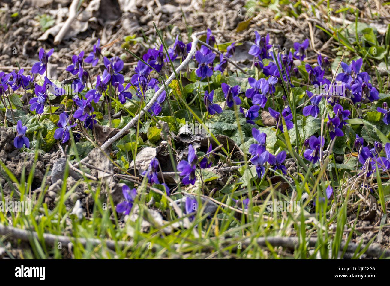 English violets hi-res stock photography and images - Alamy