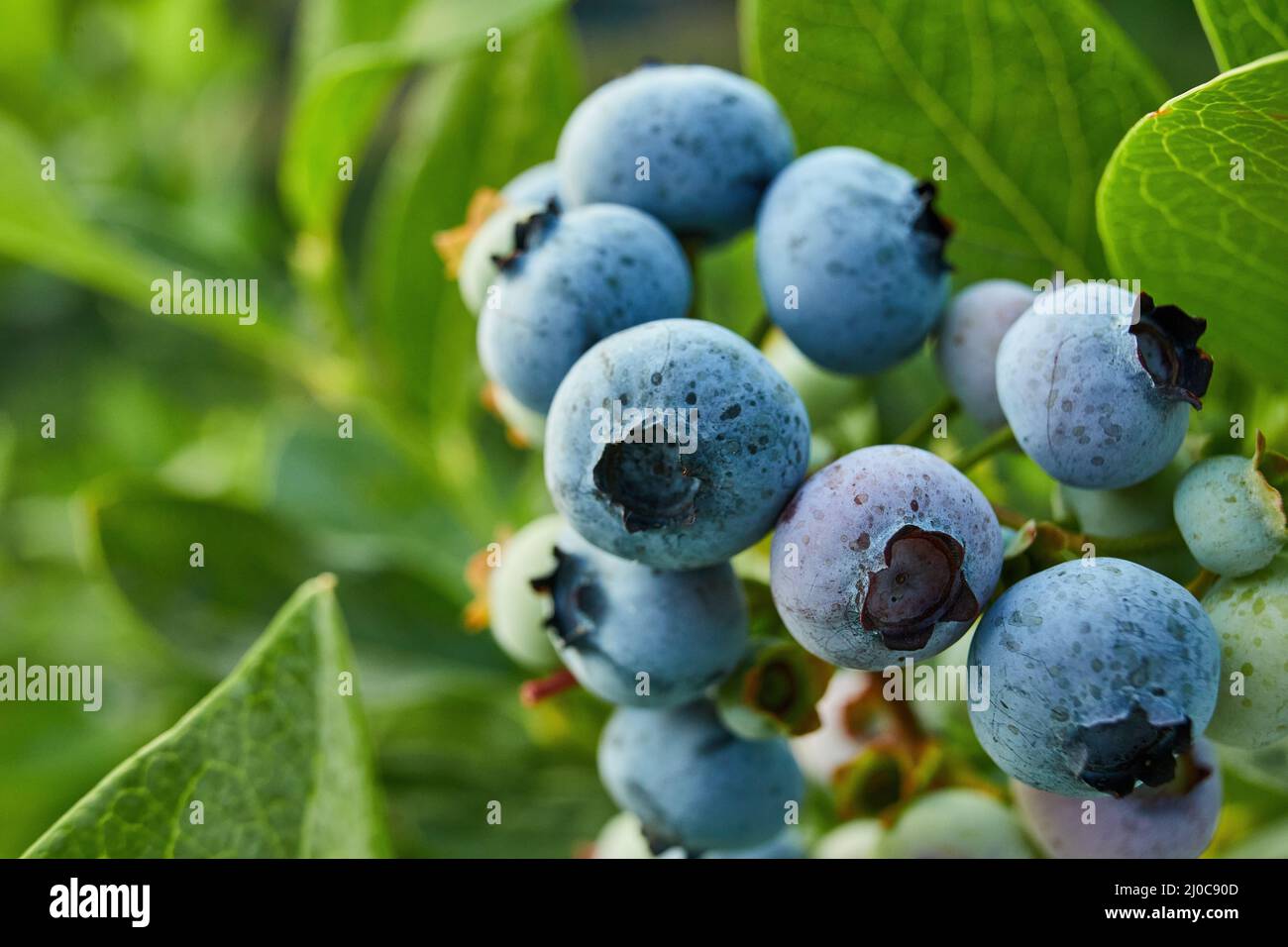 Blueberry bush on sunset, organic ripe with succulent berries, just ...