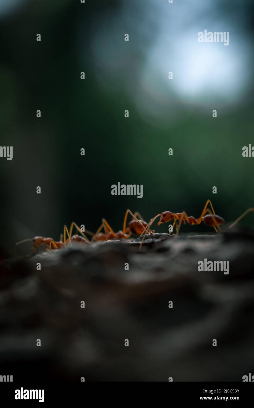 Dark ants hi-res stock photography and images - Alamy