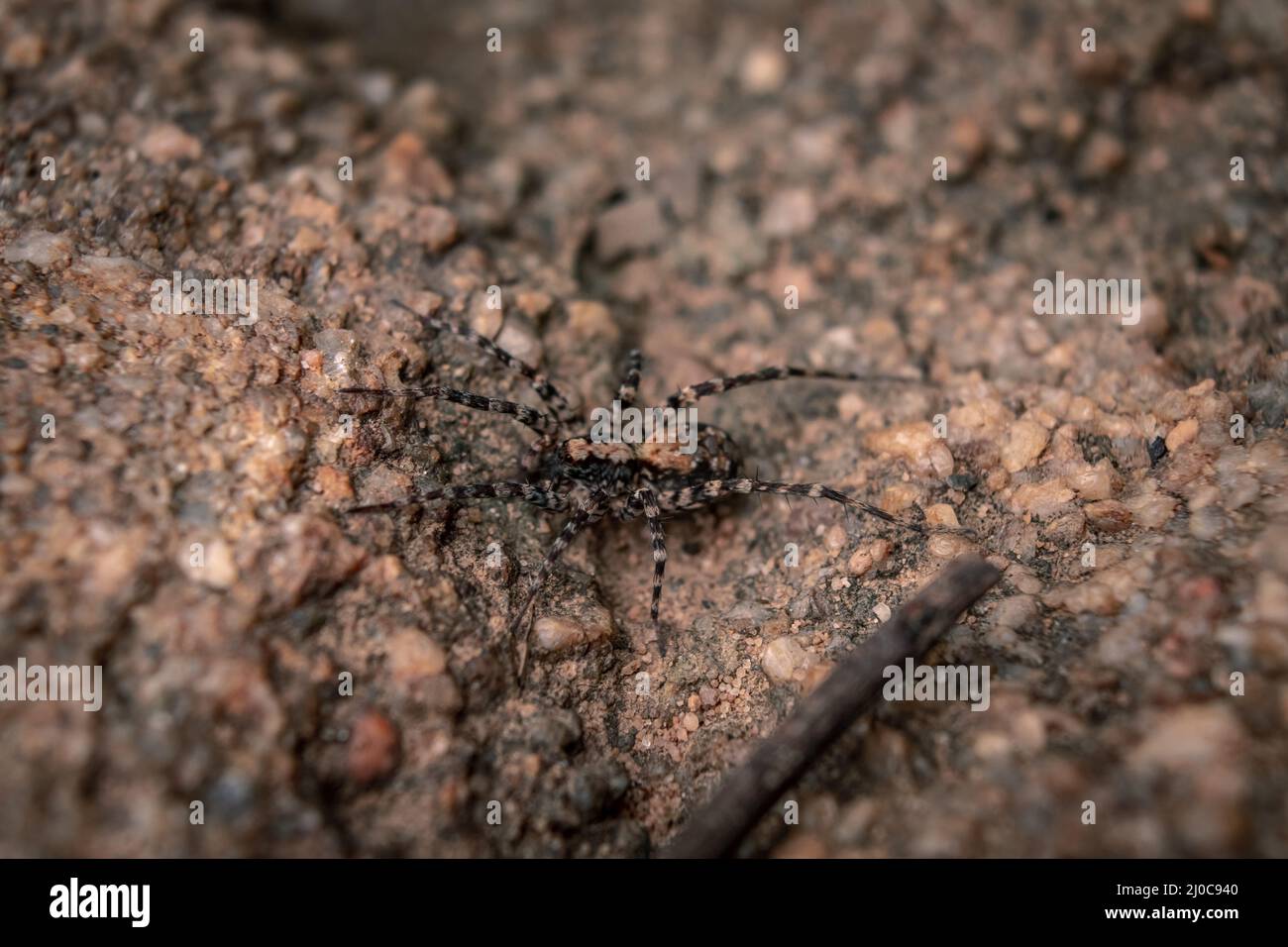 Lignaria hi-res stock photography and images - Alamy