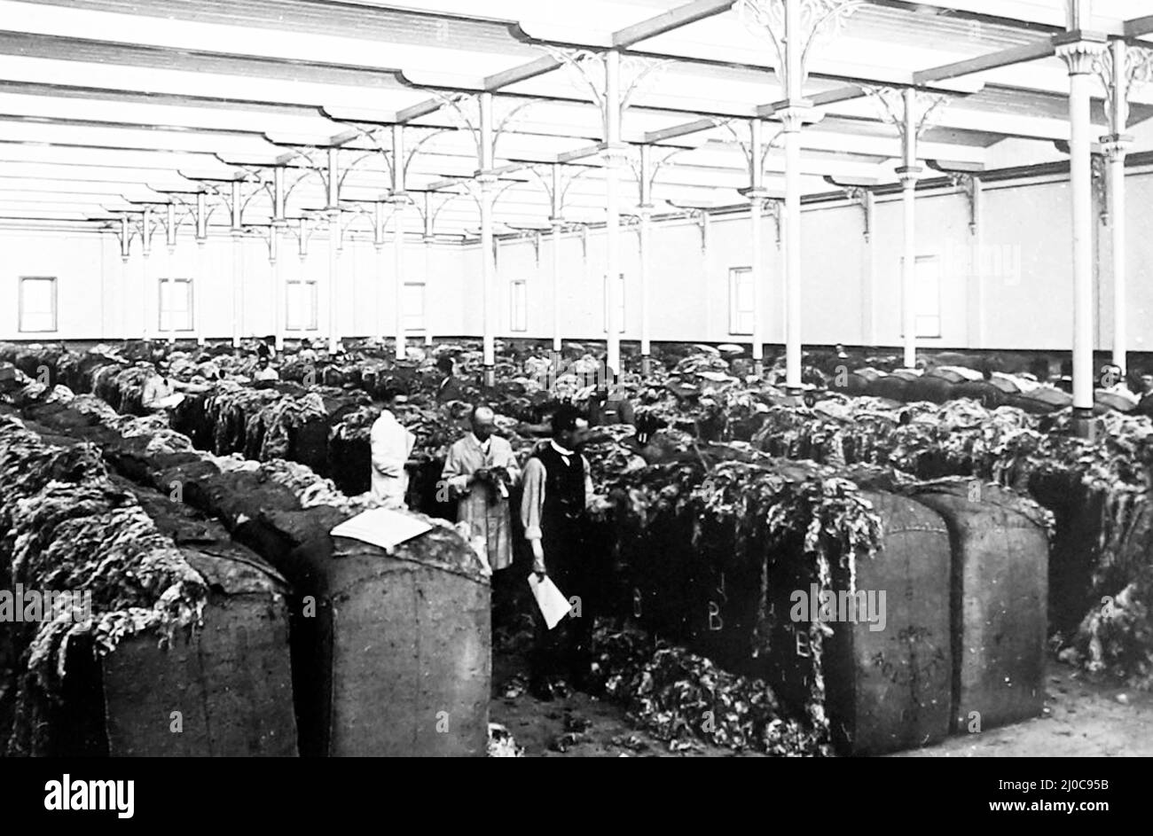 Preparing wool for export by compressing it with a hydraulic press ...