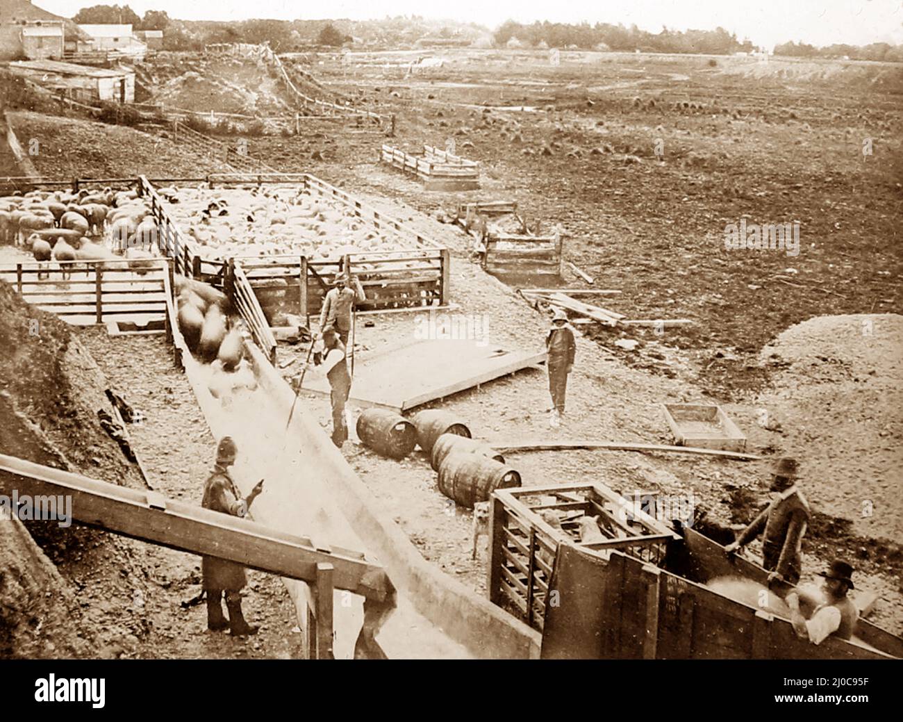 Washing / dipping sheep ,Sheep Station, Australia, Victorian period ...