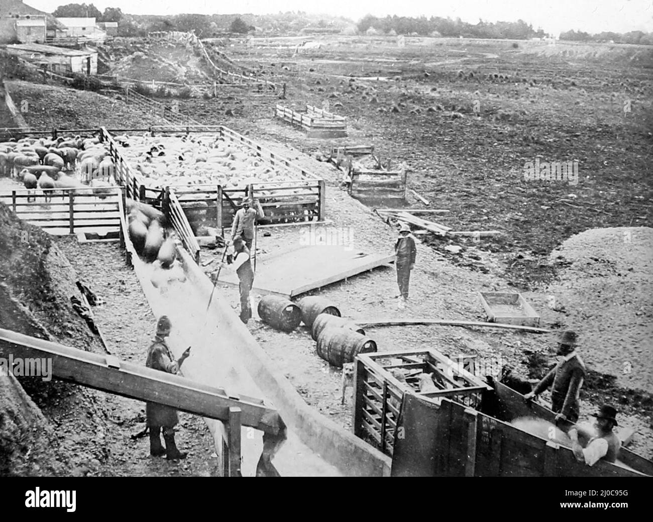 Washing / dipping sheep ,Sheep Station, Australia, Victorian period ...