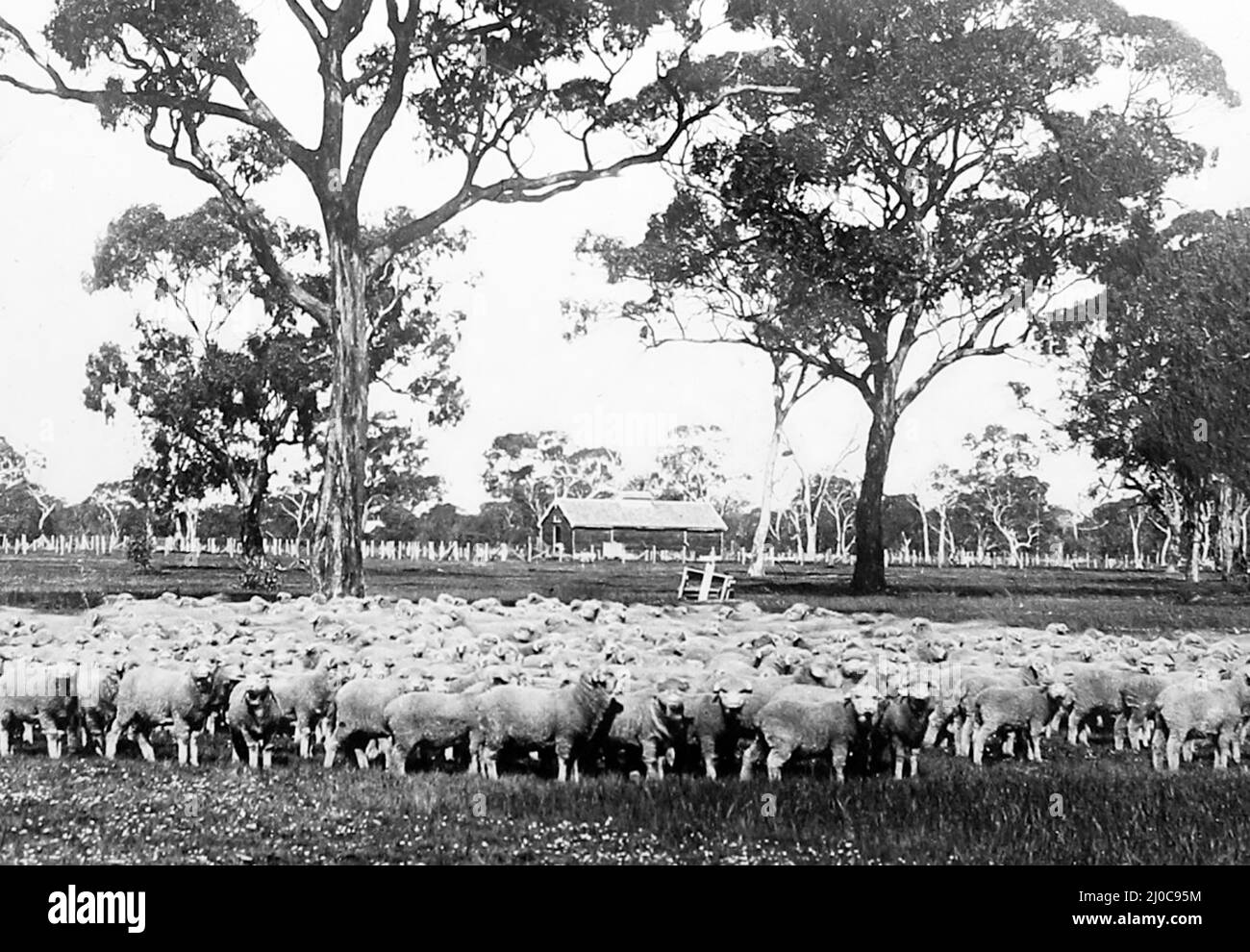 Victorian farm sheep Black and White Stock Photos & Images - Alamy