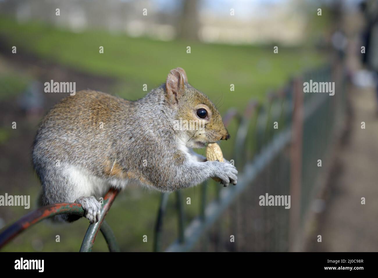 Grey Squirrel (Eastern Grey Squirrel / Gray Squirrel) Sciurus ...