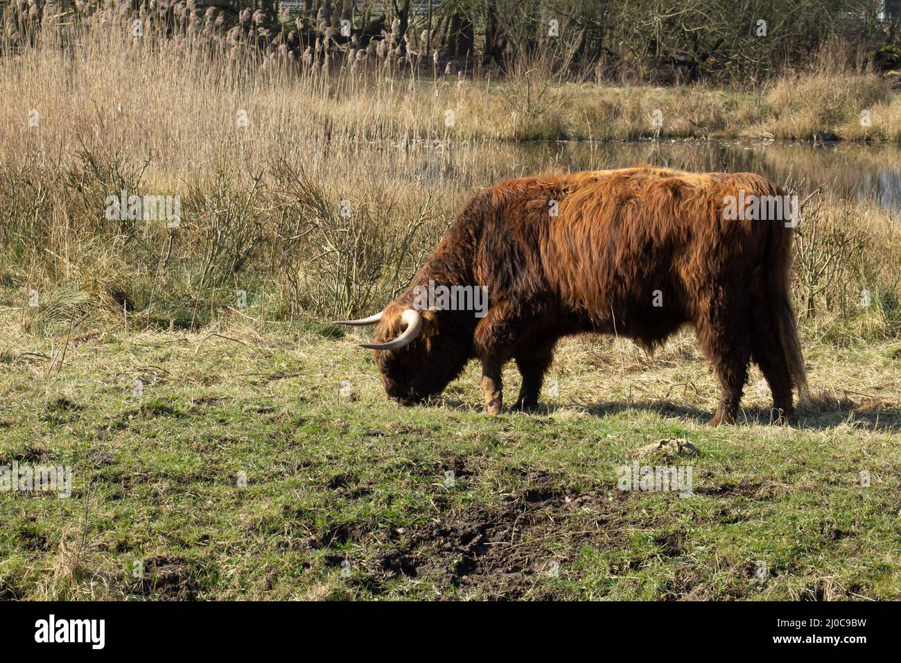 Highland cattle grazing on the field in a ranch Stock Photo - Alamy