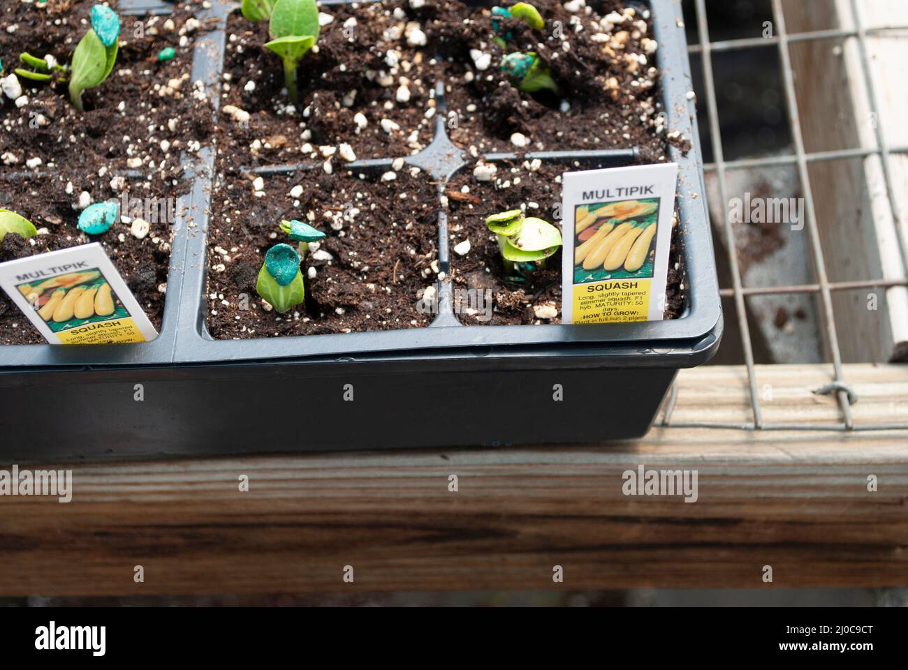 Summer Squash Seedlings Growing in Small Pots Stock Photo - Alamy