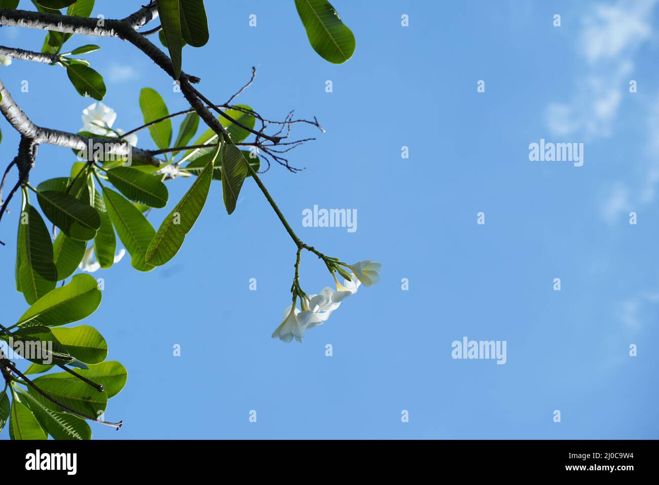 Shot of flowers and leaves Stock Photo - Alamy