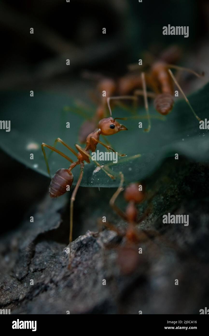 Vertical shot of a orange ants on rock ground on a blurry background ...