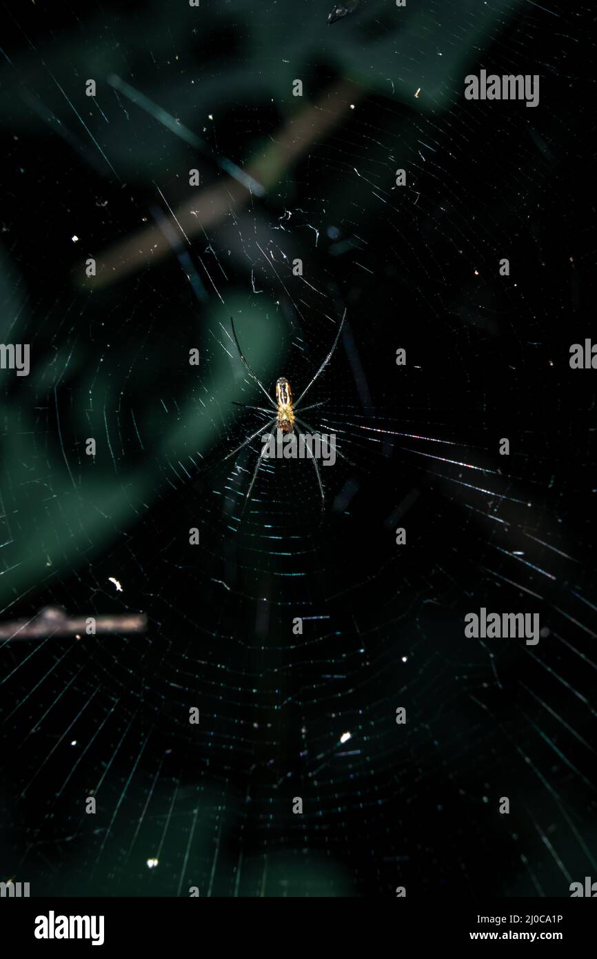 Vertical shot of a spider making his web in the night Stock Photo - Alamy