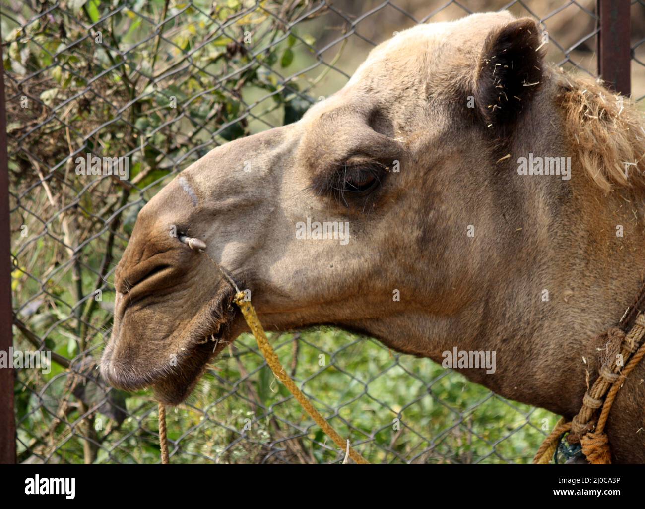 Family camelidae hi-res stock photography and images - Alamy