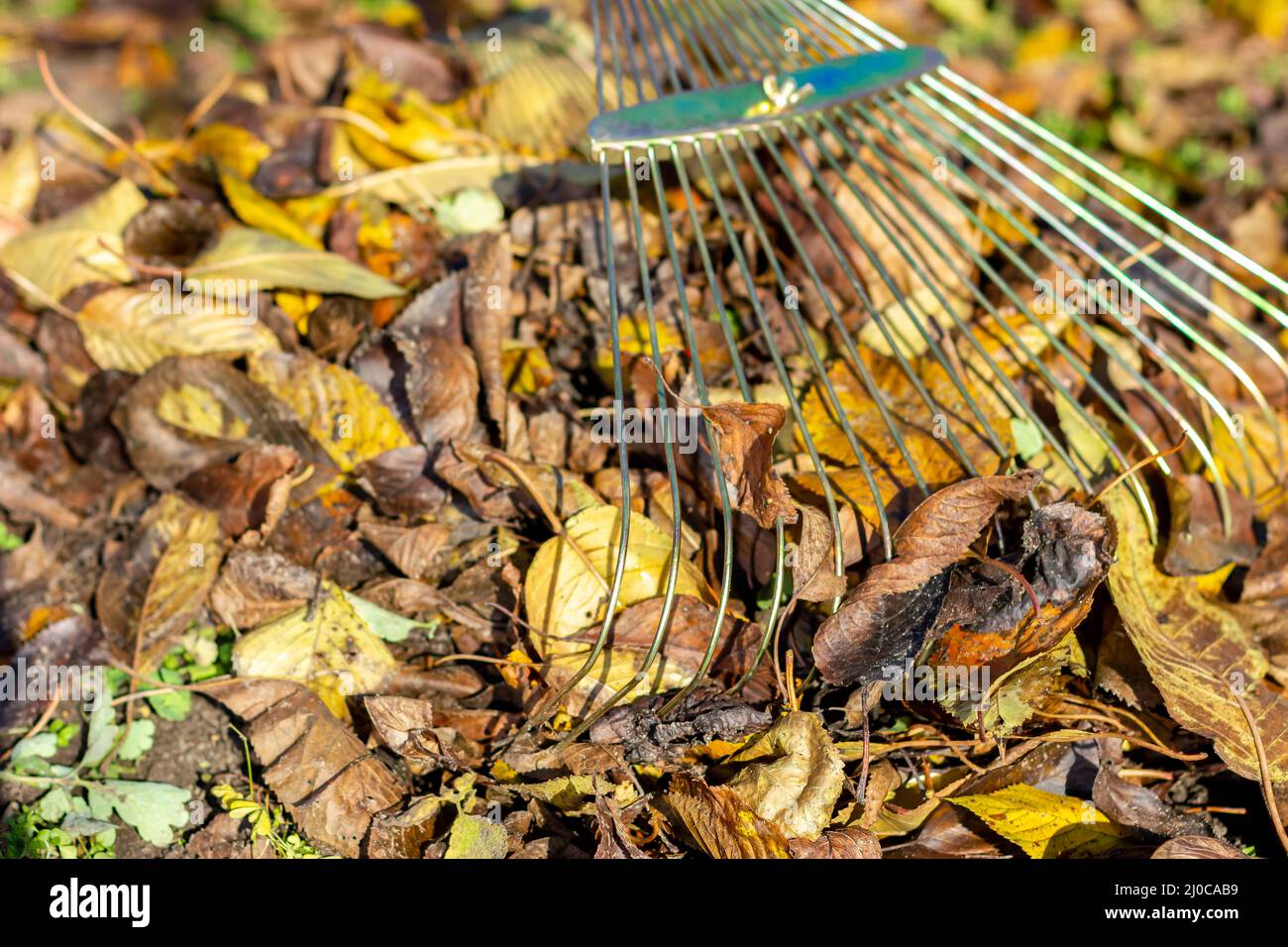 Cleaning up fallen leaves. The rake removes the leaves Stock Photo - Alamy
