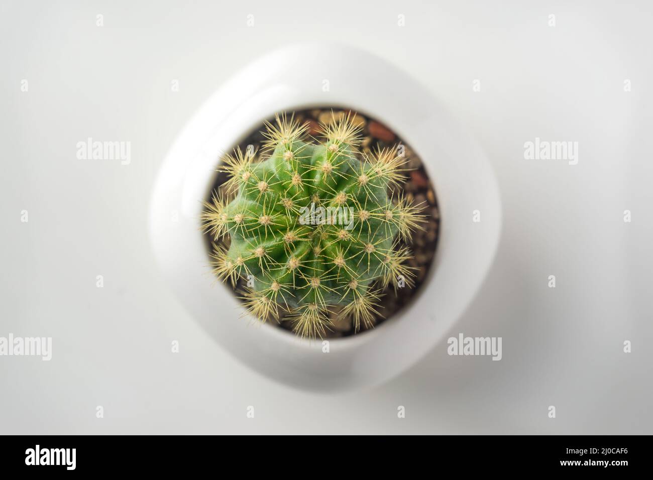 Business concept - Top view of cute succulent green plant on white ...