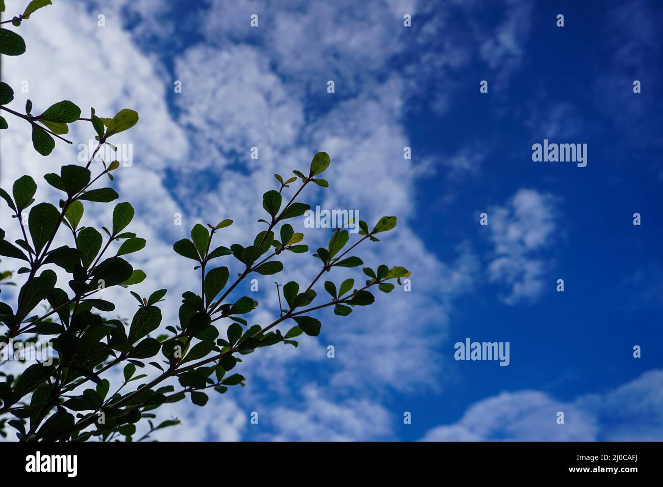 Cloud skyline blue background view hi-res stock photography and images ...