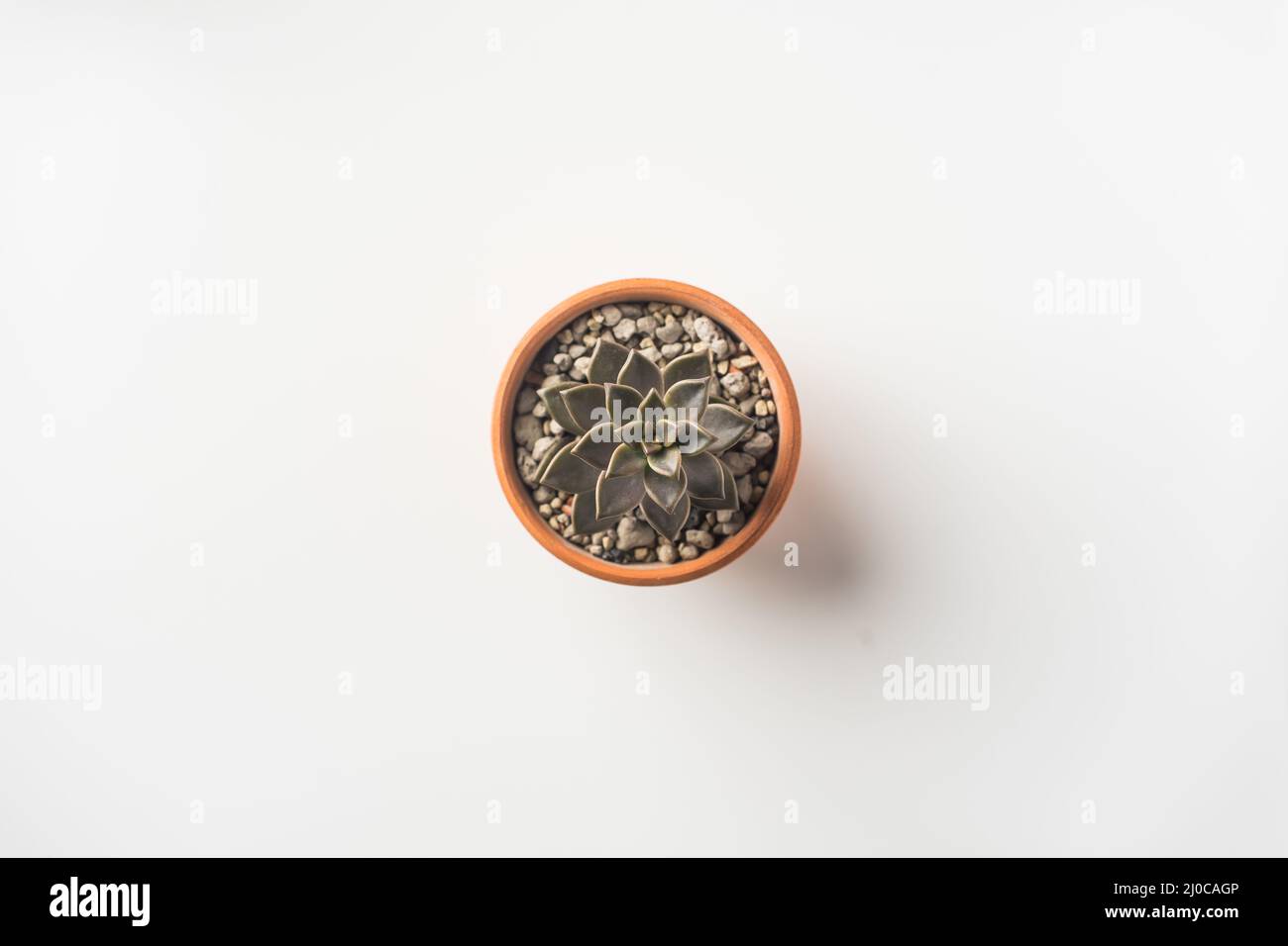 Business concept - Top view of cute succulent green plant on white ...