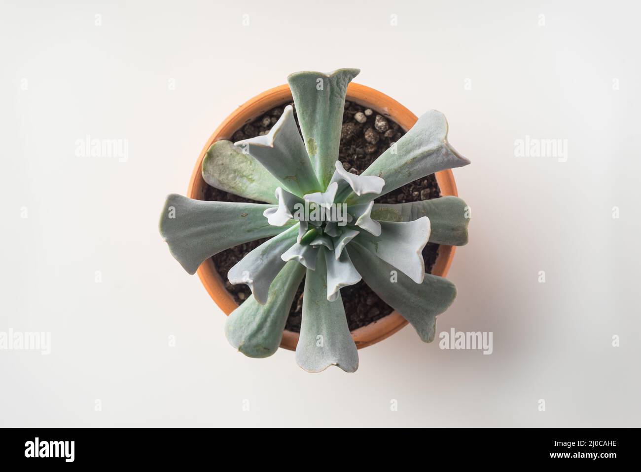 Business concept - Top view of cute succulent green plant on white ...