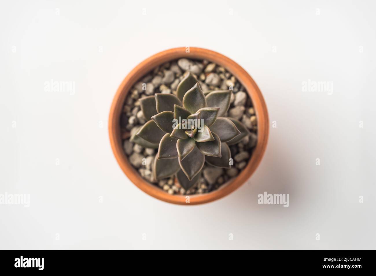 Business concept - Top view of cute succulent green plant on white ...