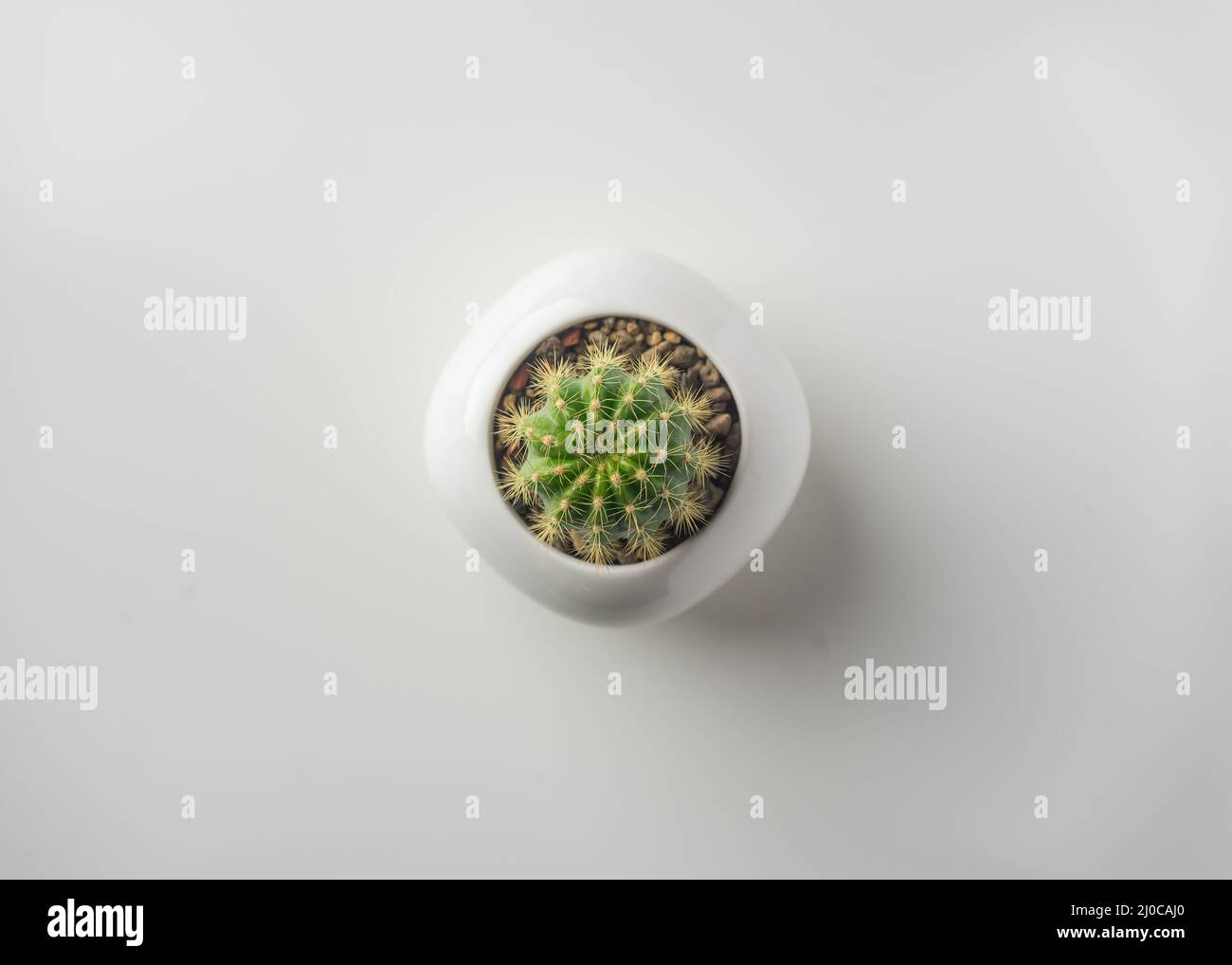 Business concept - Top view of cute succulent green plant on white ...