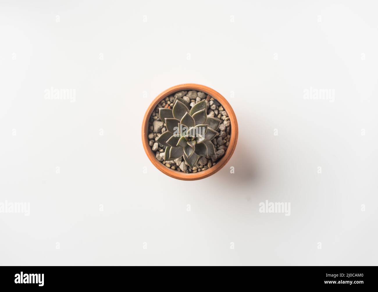Business concept - Top view of cute succulent green plant on white ...