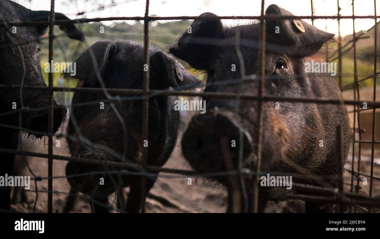 Black iberian pork on farm looking through metal fence with dirty nose ...
