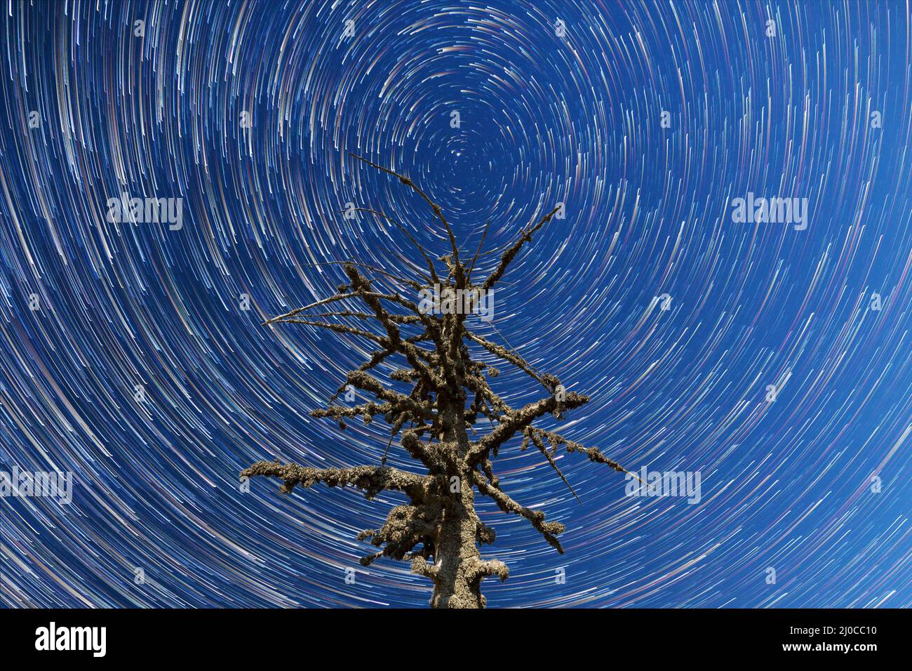 Milky Way. Falling stars. Dead tree timelapse Stock Photo - Alamy