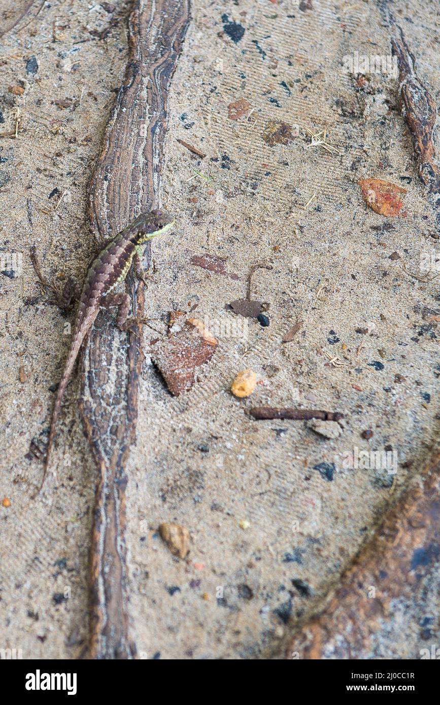 Gray lizard beautiful animal in the nature Stock Photo - Alamy