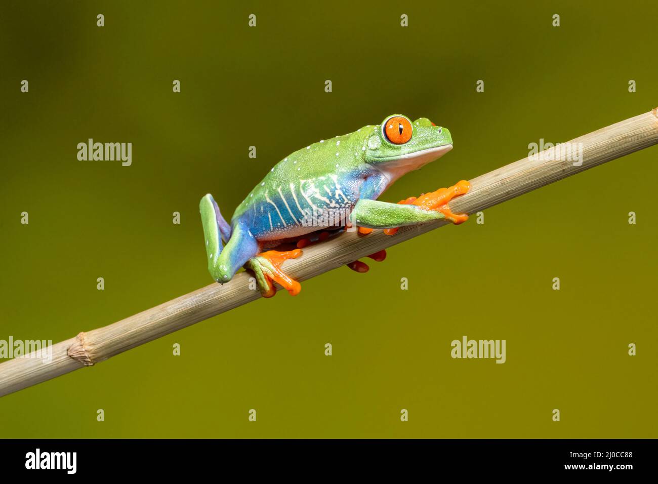 Red Eyed Tree Frog (Agalychnis callidryas), clambering up a plant stem ...