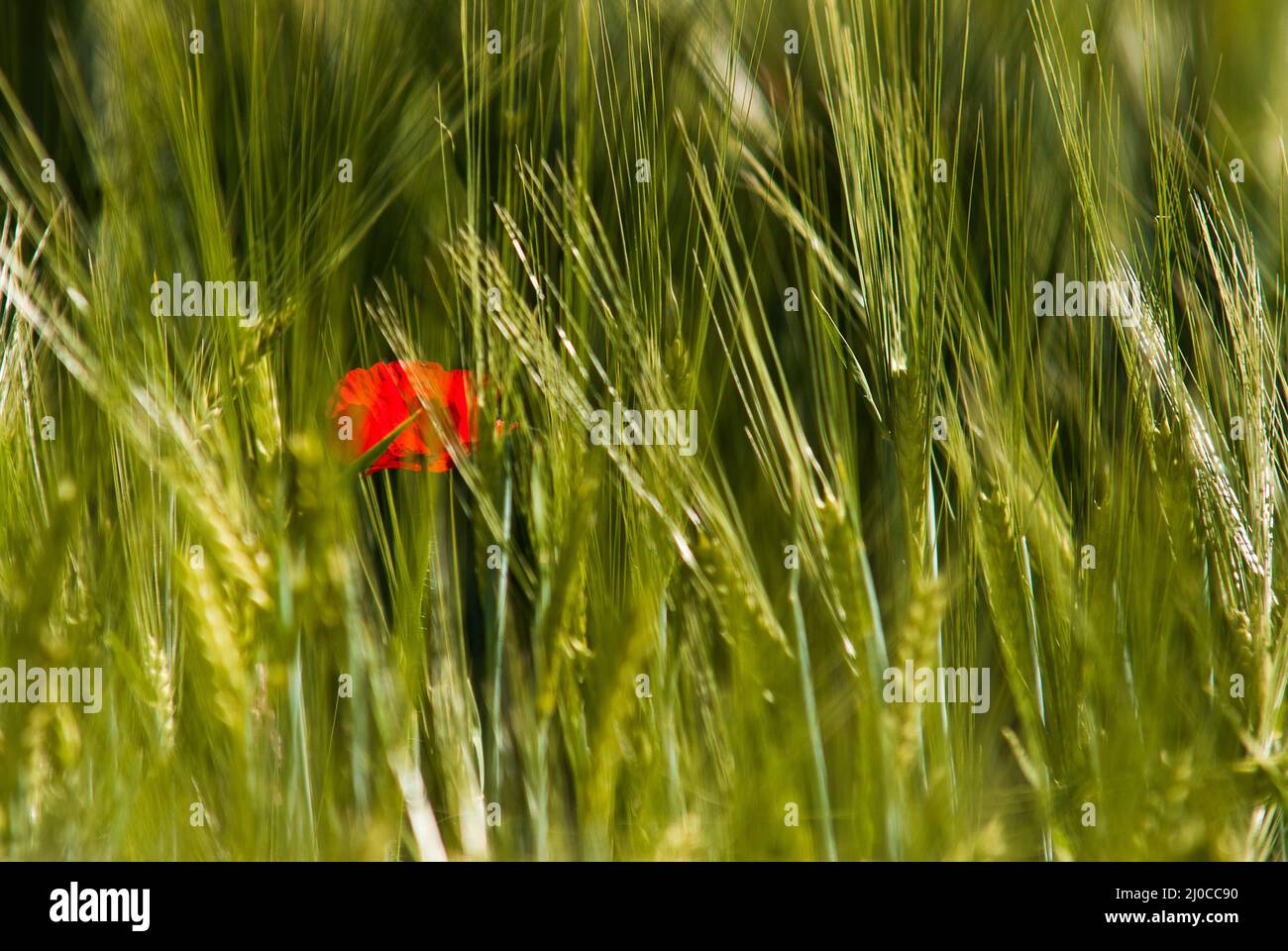 Nature poppy hi-res stock photography and images - Alamy