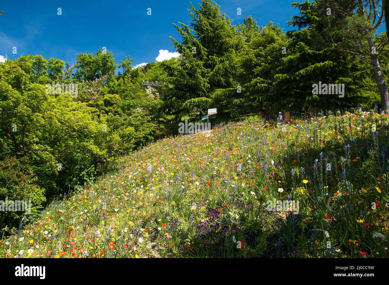 Colourful flower field Stock Photo - Alamy