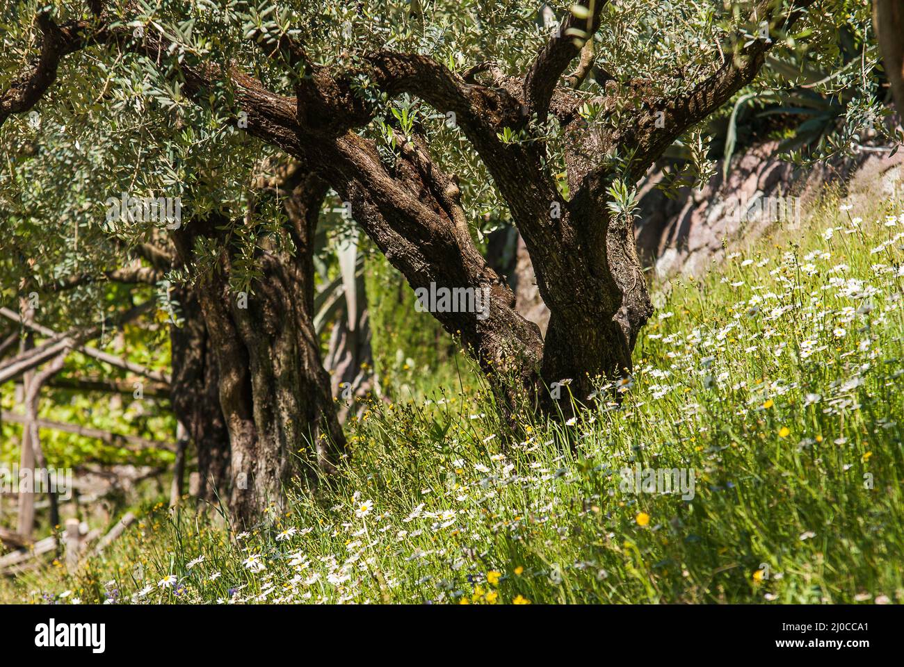 Meadow with olive trees Stock Photo - Alamy