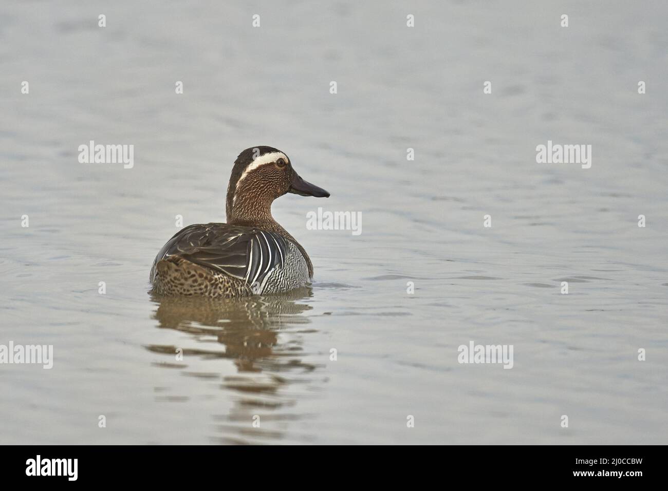 Garganeys hi-res stock photography and images - Alamy