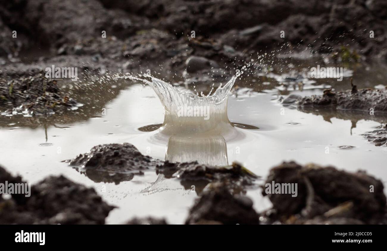Closeup of the water splash in the muddy puddle Stock Photo - Alamy