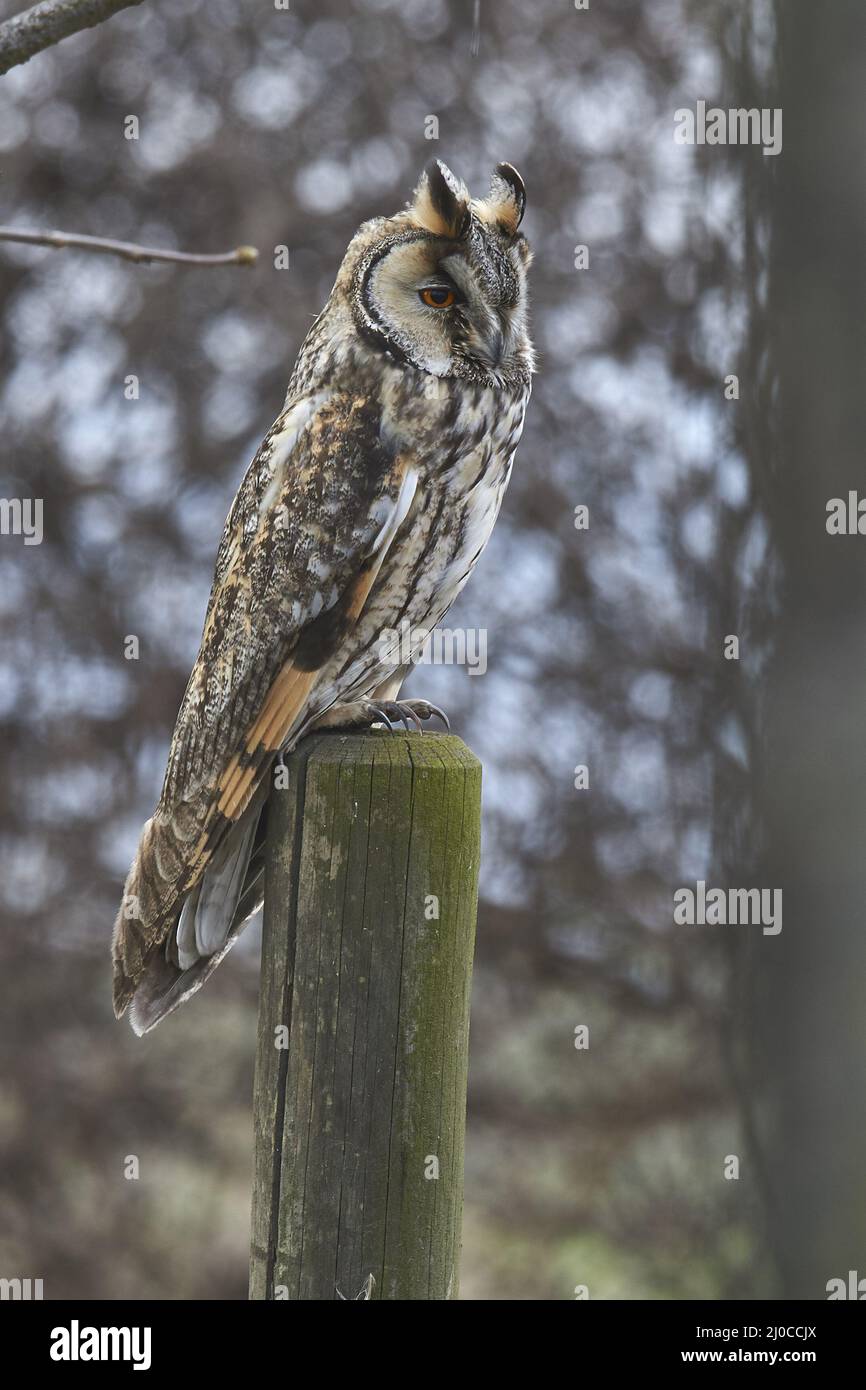 Eared ow hi-res stock photography and images - Alamy