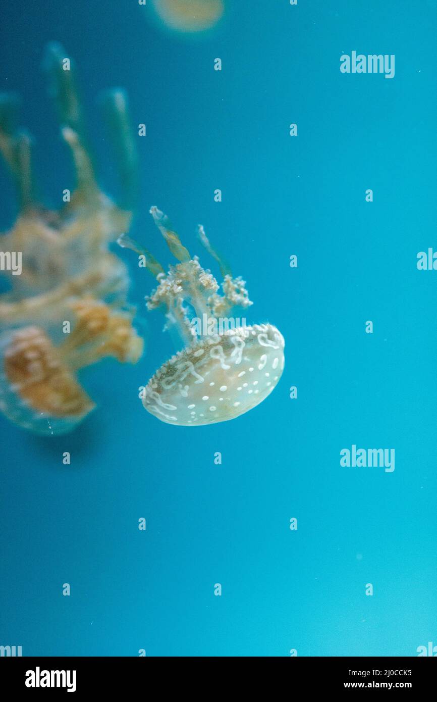 Golden jelly, Phyllorhiza punctata, is also known as the floating bell ...