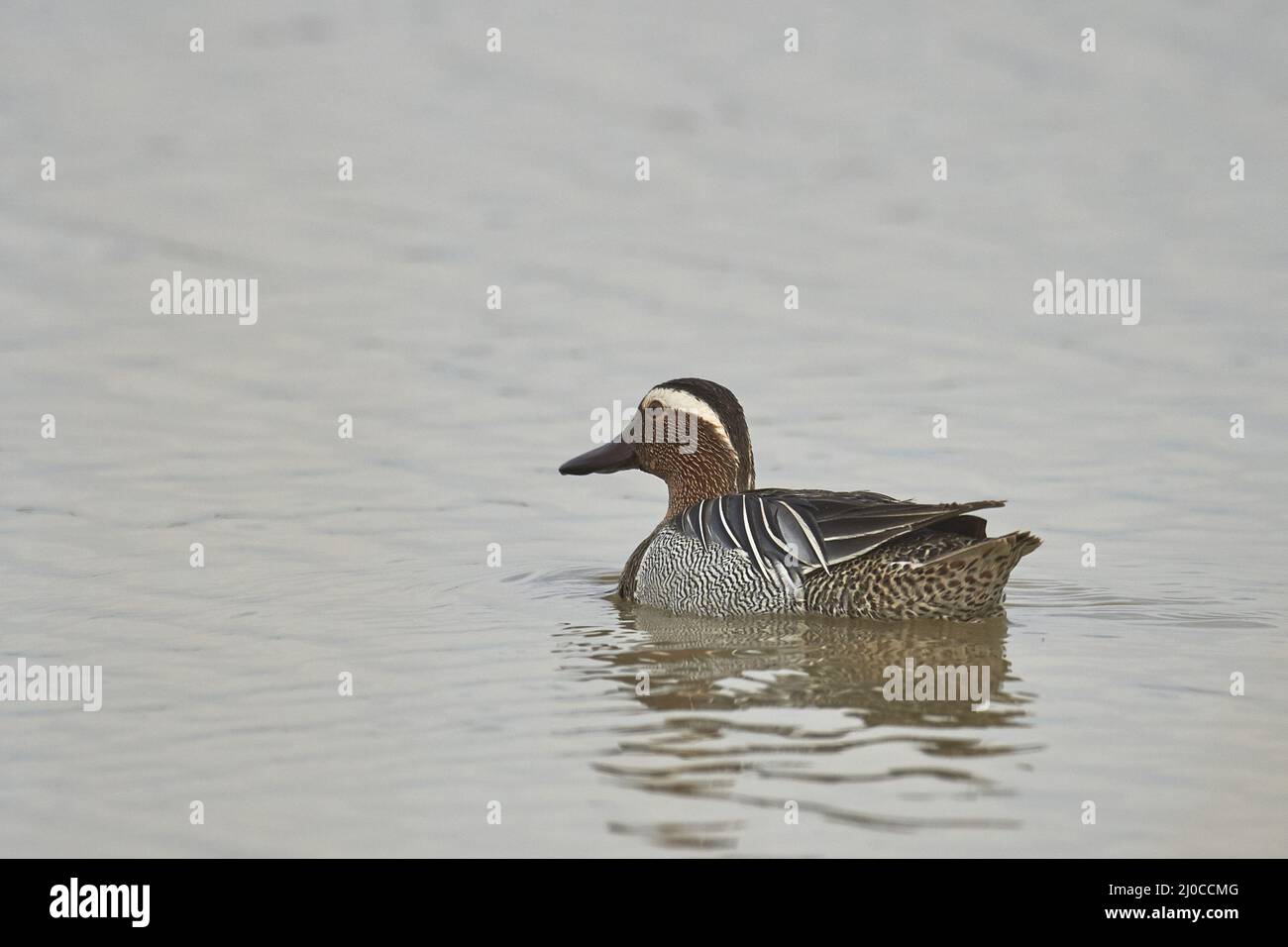 Garganey (anas querquedula) garganeys hi-res stock photography and ...