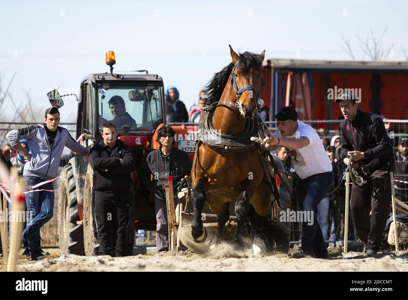Horse heavy pull tournament Stock Photo - Alamy