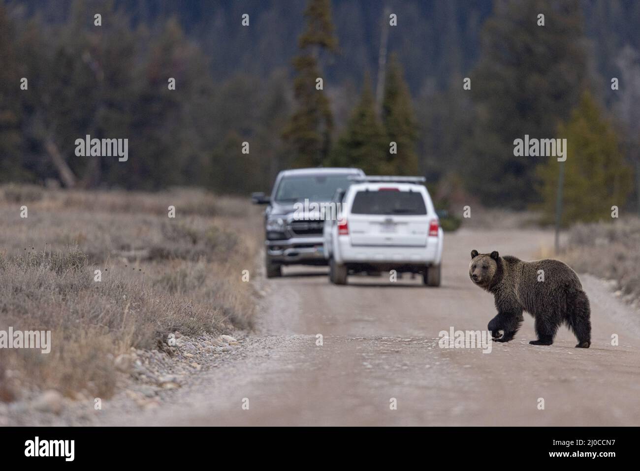 Selective focus shot grizzly bear crossing the road in Grand Teton ...
