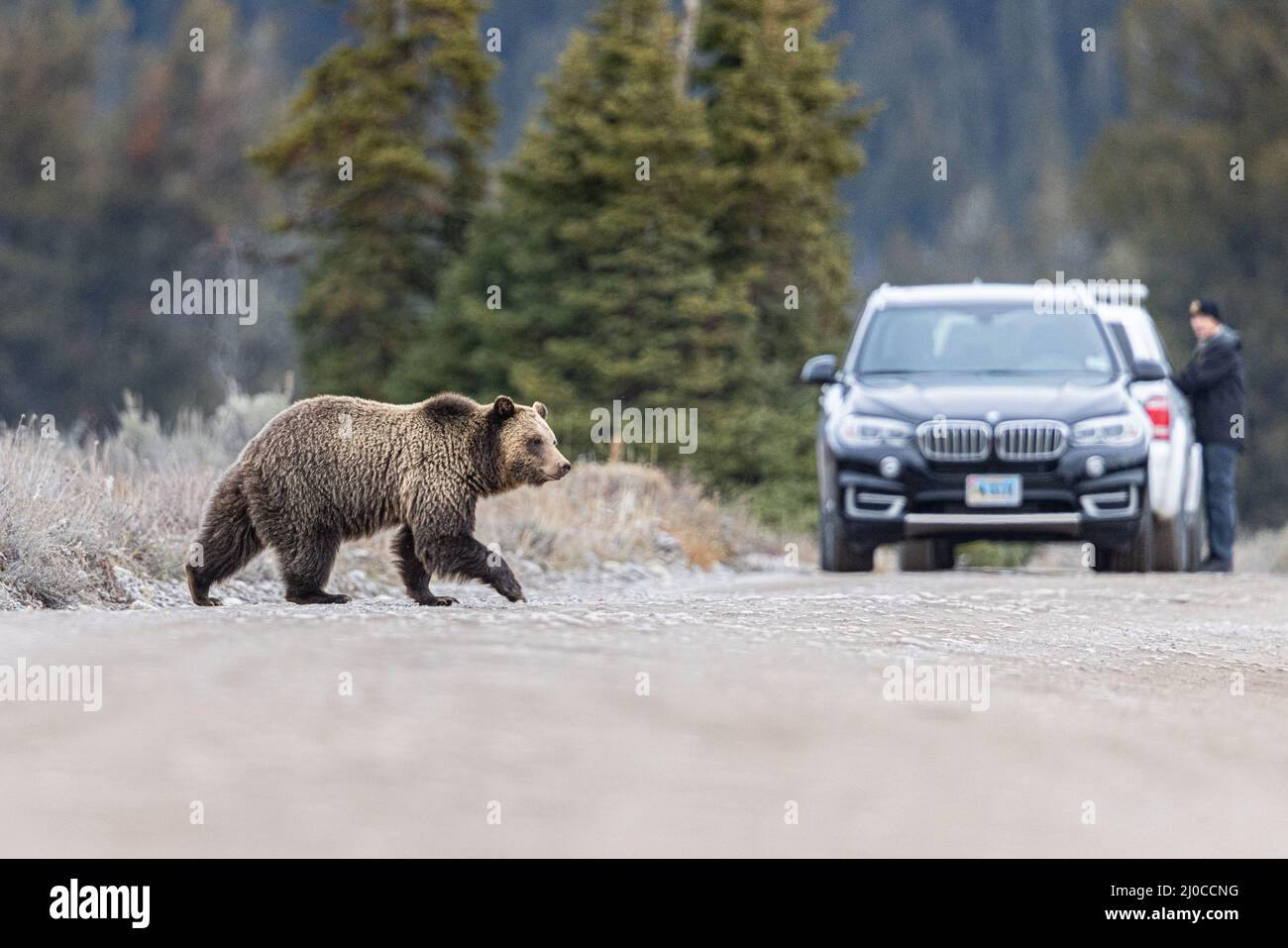 Selective focus shot of grizzly bear crossing the road in Grand Teton ...