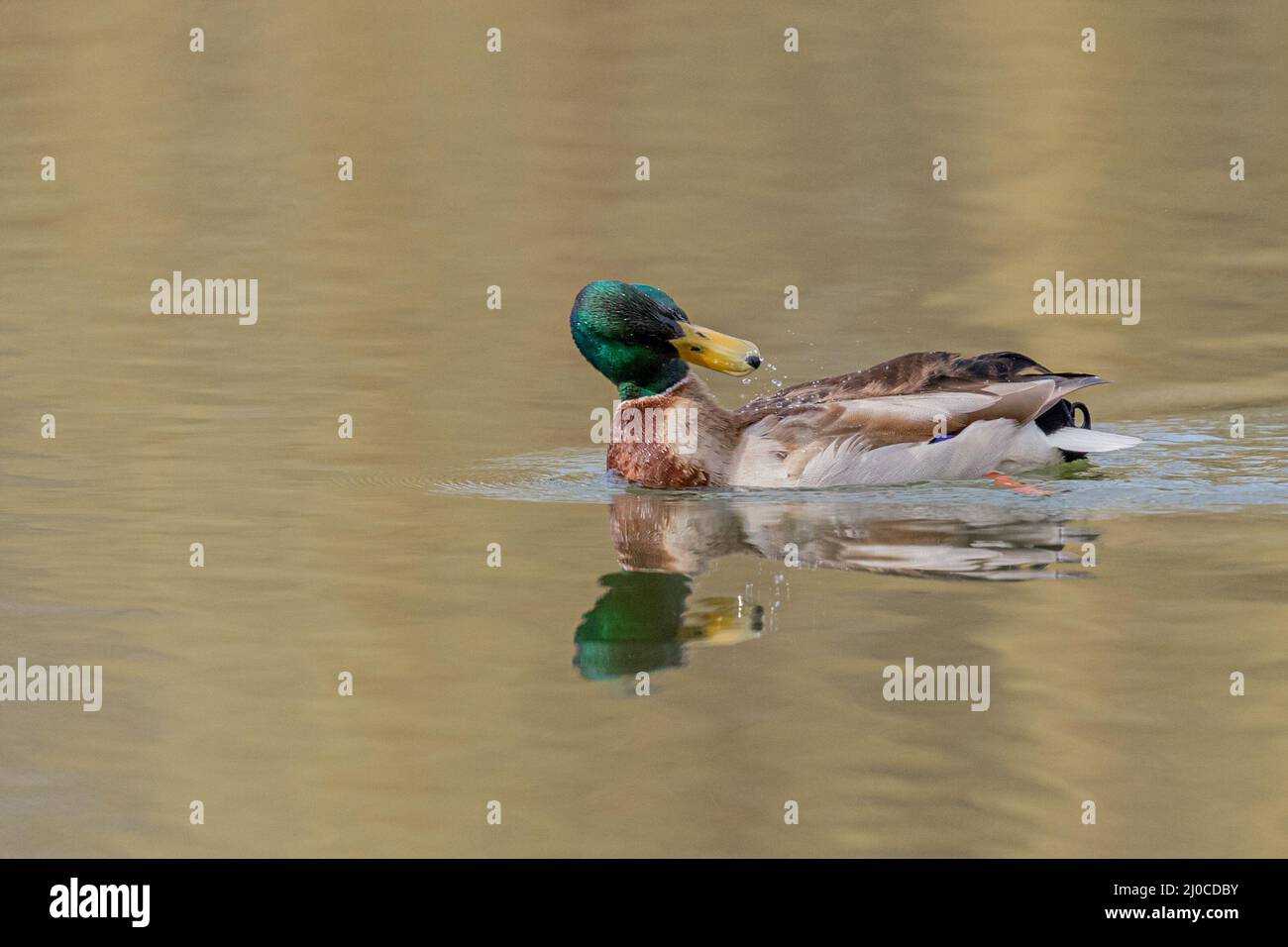 A beautiful view of floating Mallard duck with reflection on the water Stock Photo - Alamy